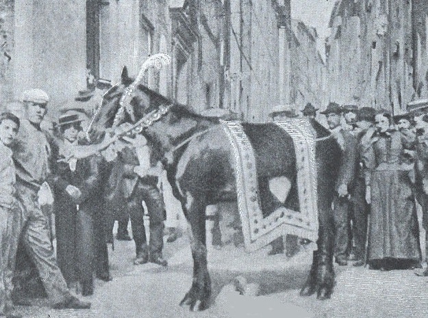 Palio di Siena - le foto dei cavalli - Morello di Lorenzo Franci